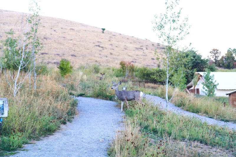 10 Reasons To Take Your Family Glamping! | Conestoga Ranch at Bear Lake ...